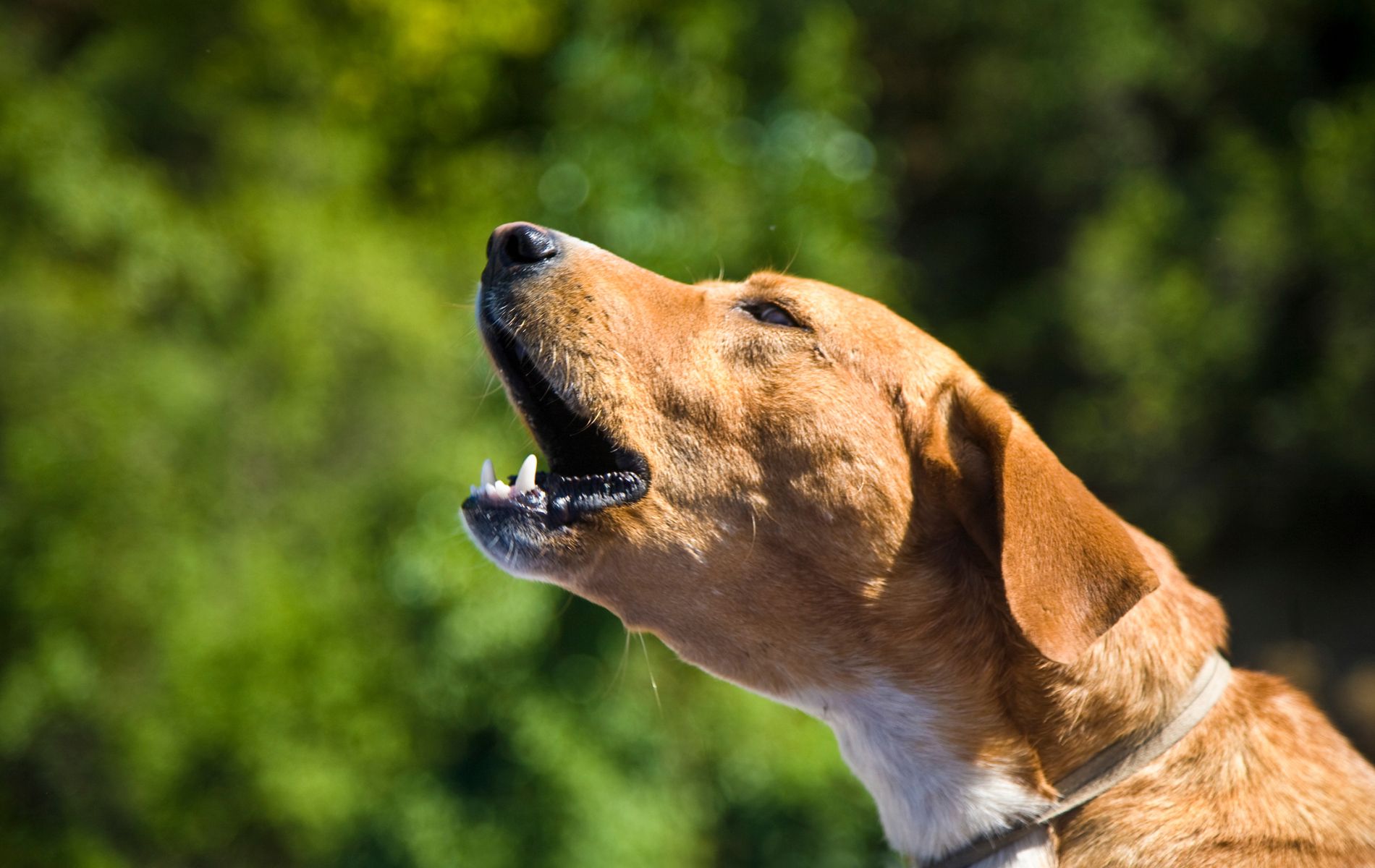 Pet Behavioral Counseling In Aridrie, AB T4B 3G4 | Fen Vet