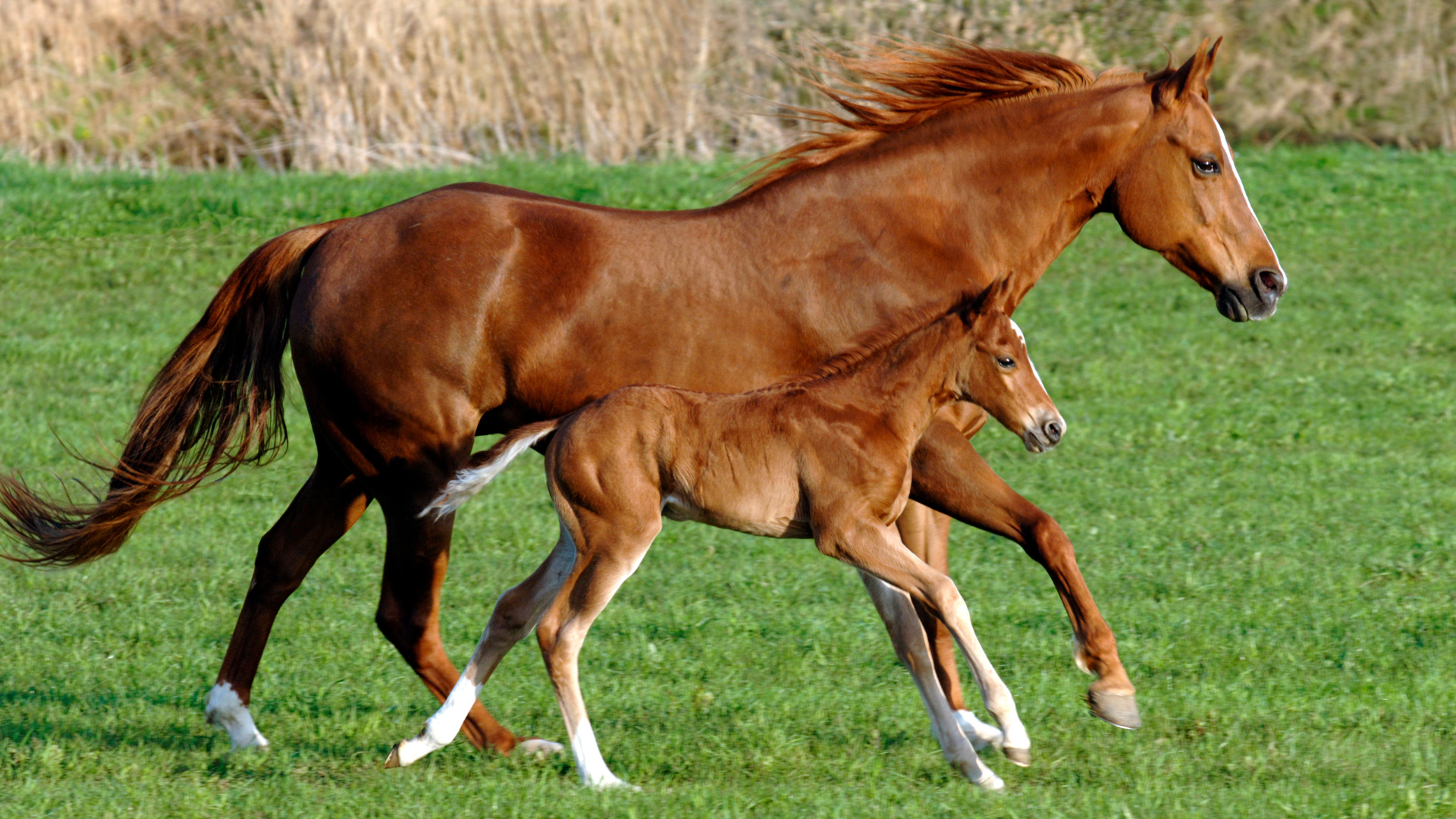 Foaling Services Airdrie, AB T4B 3G4 | FEN VET