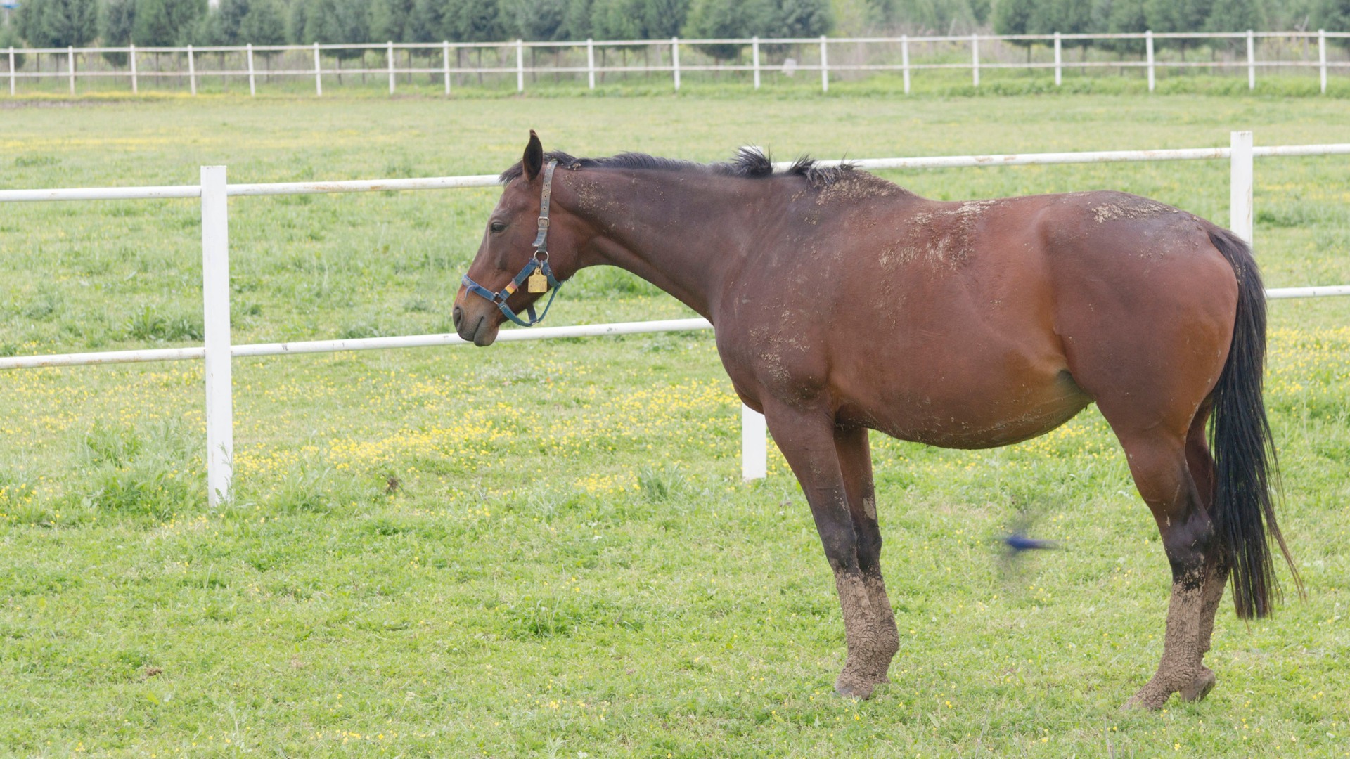 Broodmare Intake Form | Fen Vet