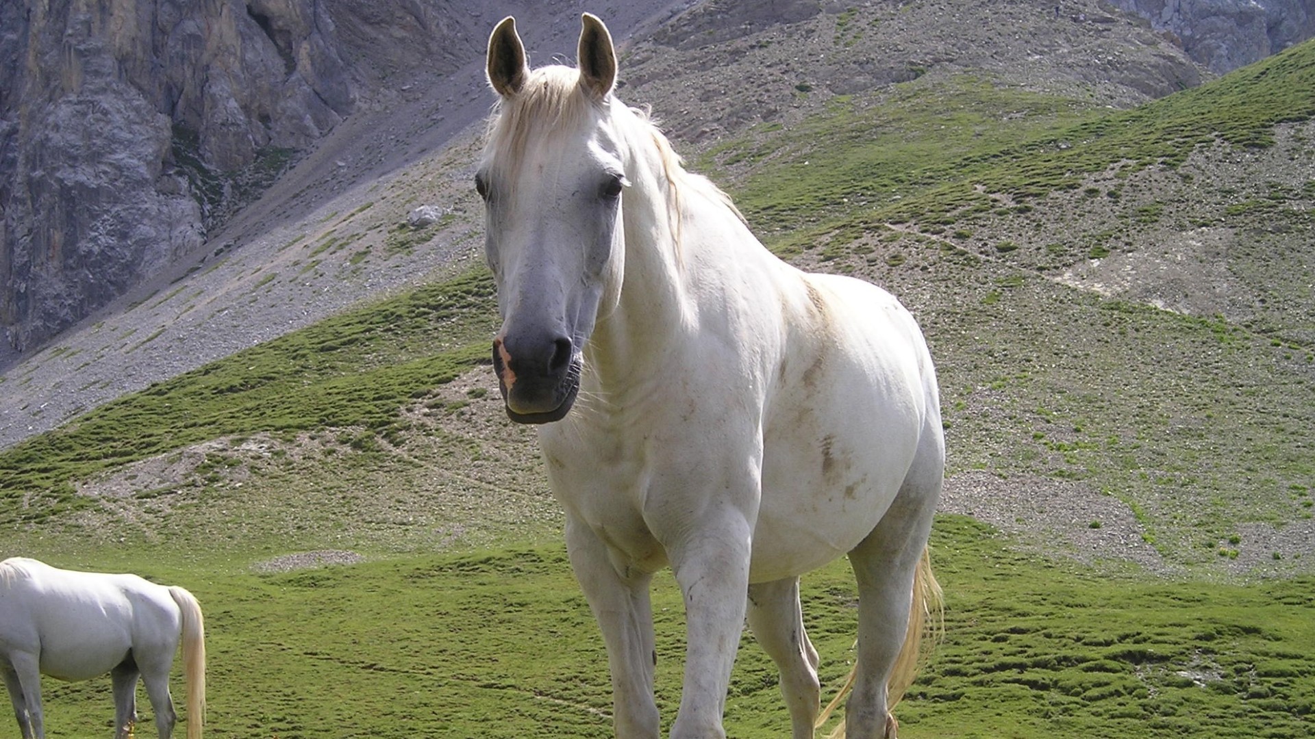 Mare Foaling Liability Form | Fen Vet