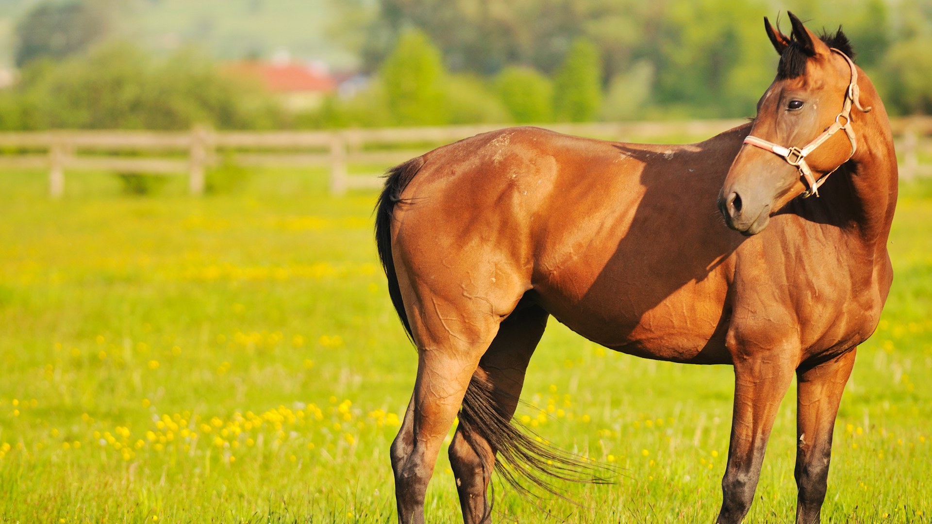 Fresh & Frozen Semen Shipment Request Success | Fen Vet
