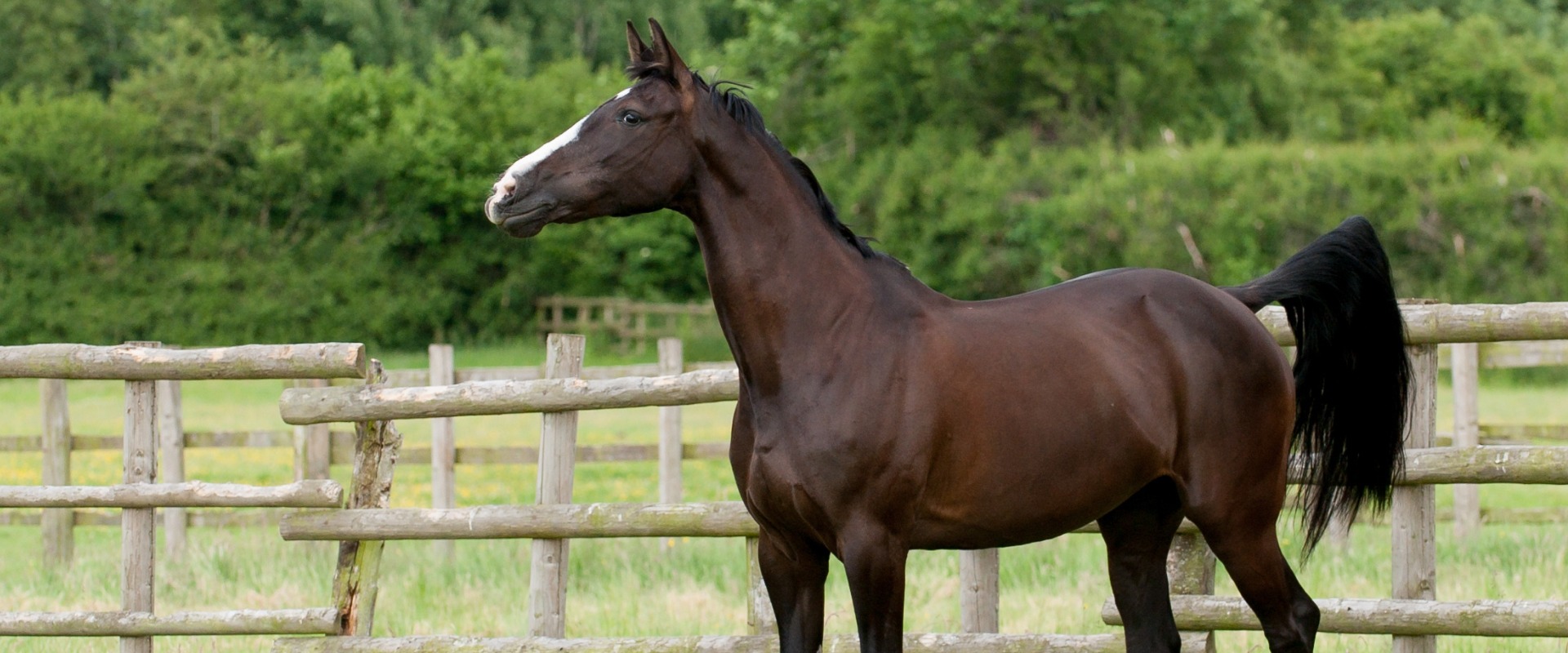 Frozen Semen And Embryo Storage Contract Form | Fen Vet